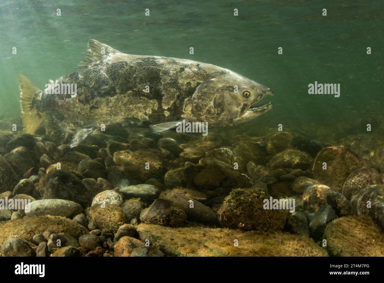 Chinook salmon (Oncorhynchus tshawytscha) a threatened species in ...