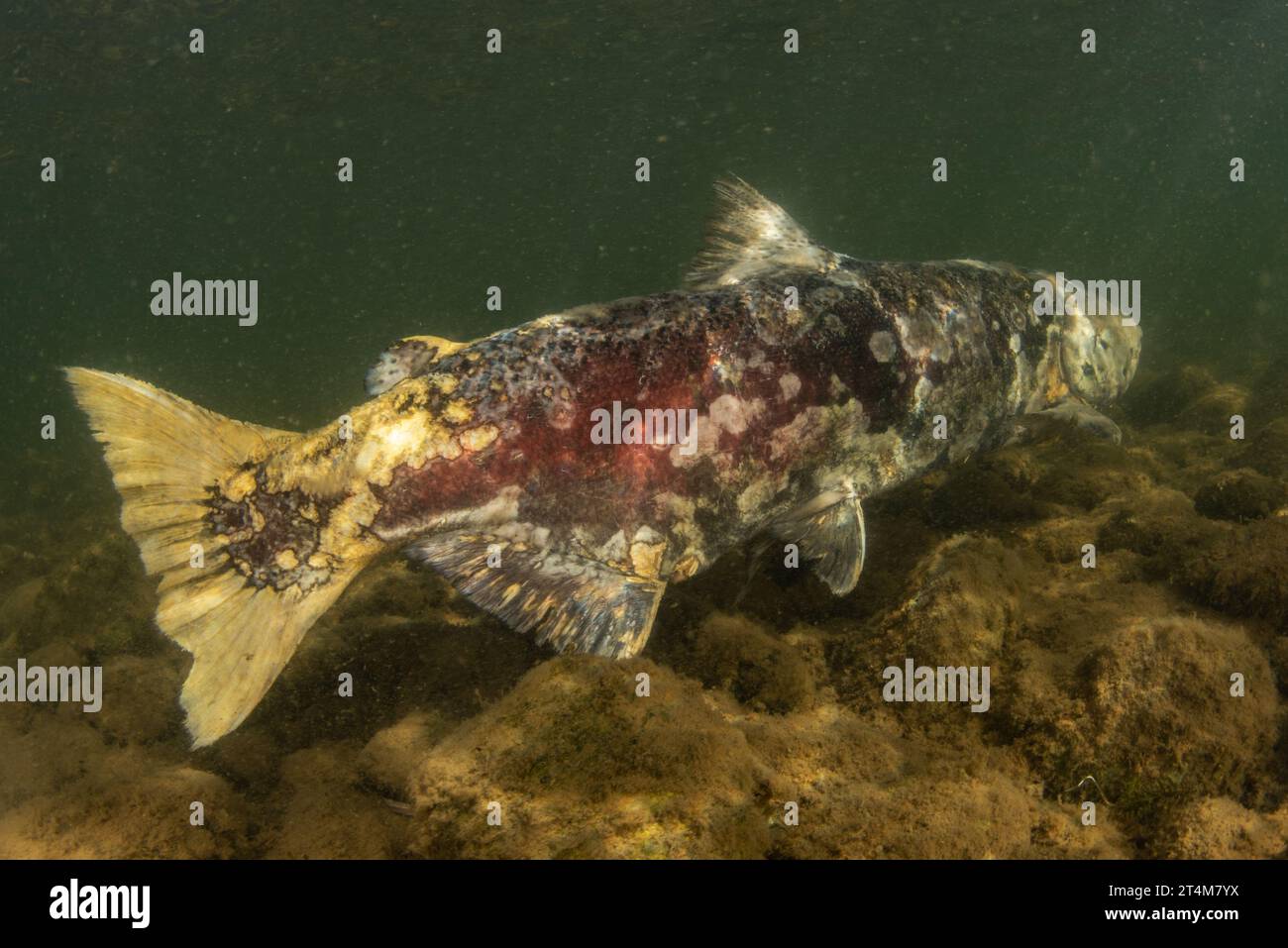Salmon life cycle hi-res stock photography and images - Alamy