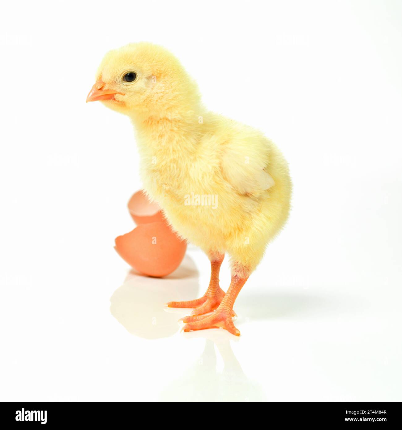 Which came first, the chicken or the egg. Studio shot of a fluffy chick ...