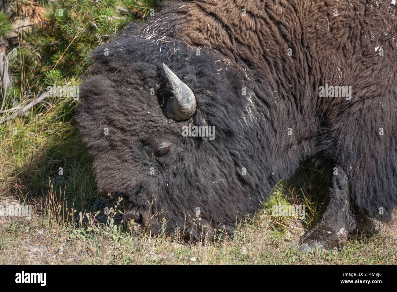 Close up of bison hi-res stock photography and images - Alamy