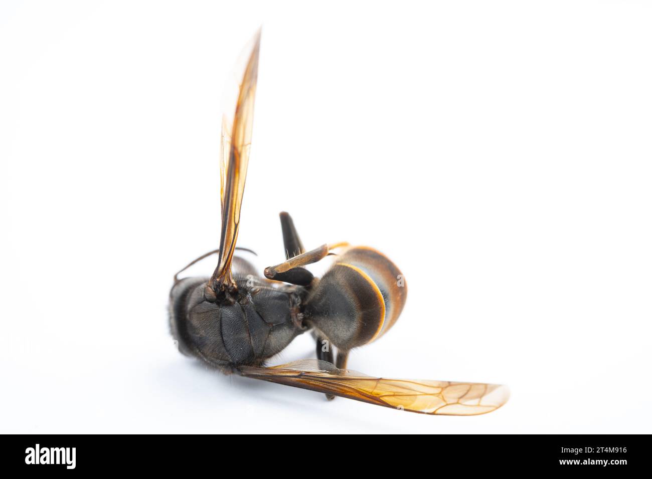 side view dead wasp on a white background Stock Photo - Alamy