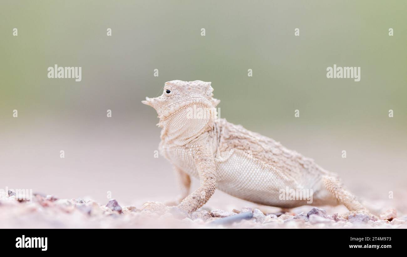 Round-tailed Horned Lizard, Socorro county, New Mexico, USA Stock Photo ...