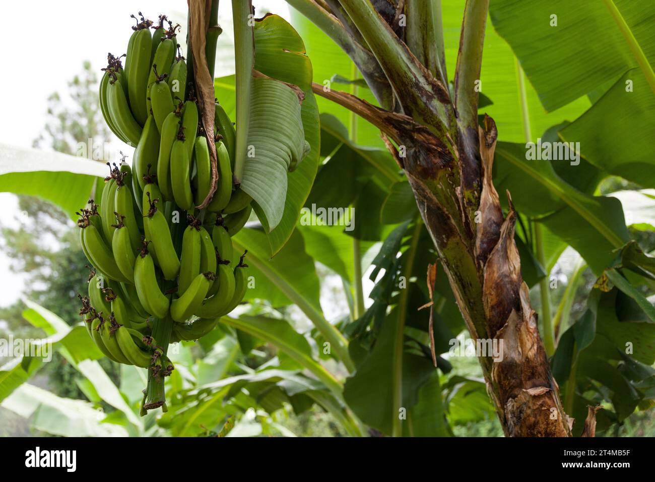 A lush jungle scene featuring a tall banana tree bearing bright green ...