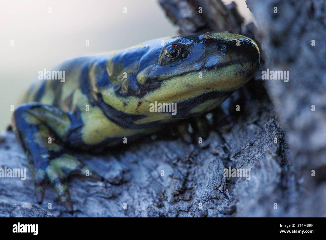 Arizona Tiger Salamander, Catron county, New Mexico, USA Stock Photo ...