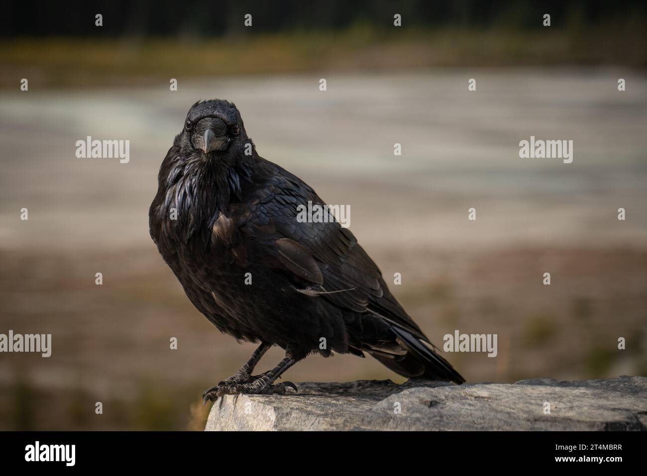Black crow staring at the camera Stock Photo - Alamy