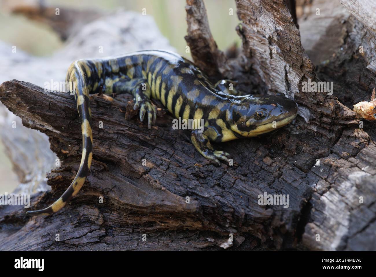 Arizona Tiger Salamander, Catron county, New Mexico, USA Stock Photo ...