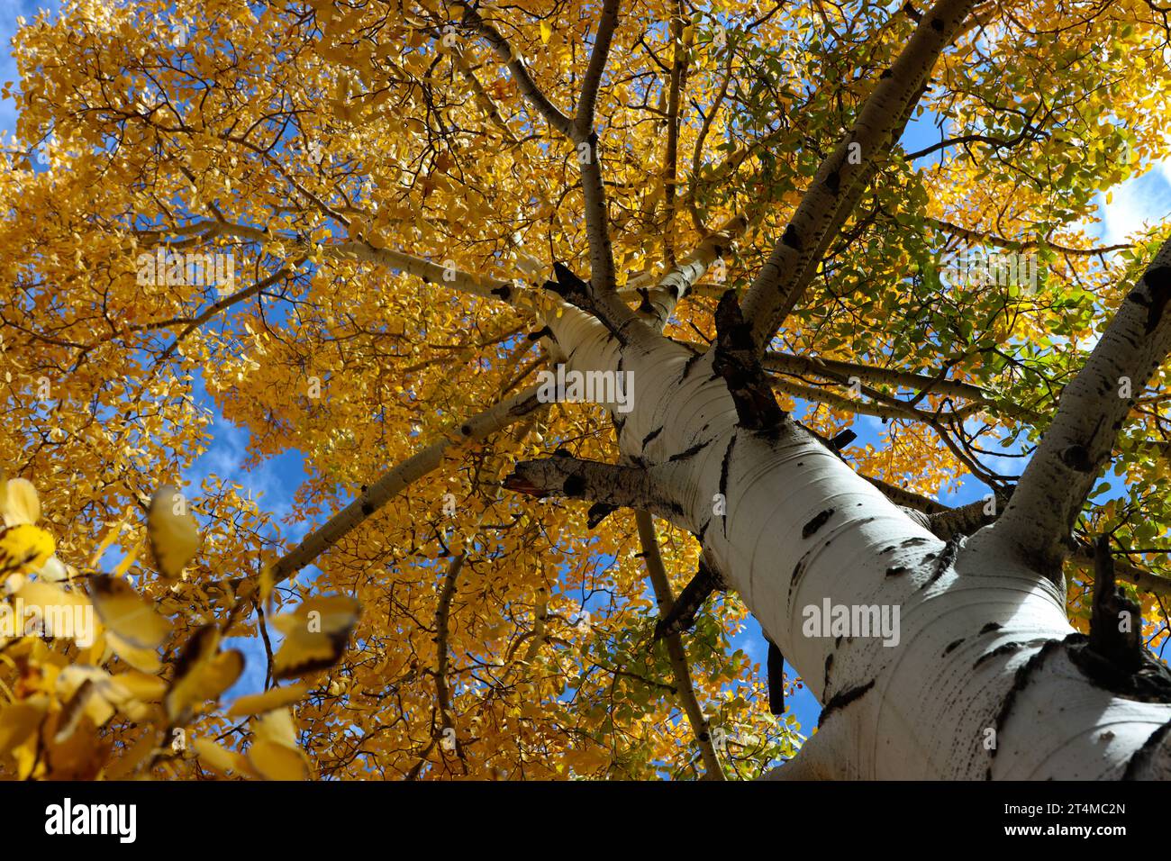 Autumn leaves glow brightly on the aspen tree against a blue sky ...