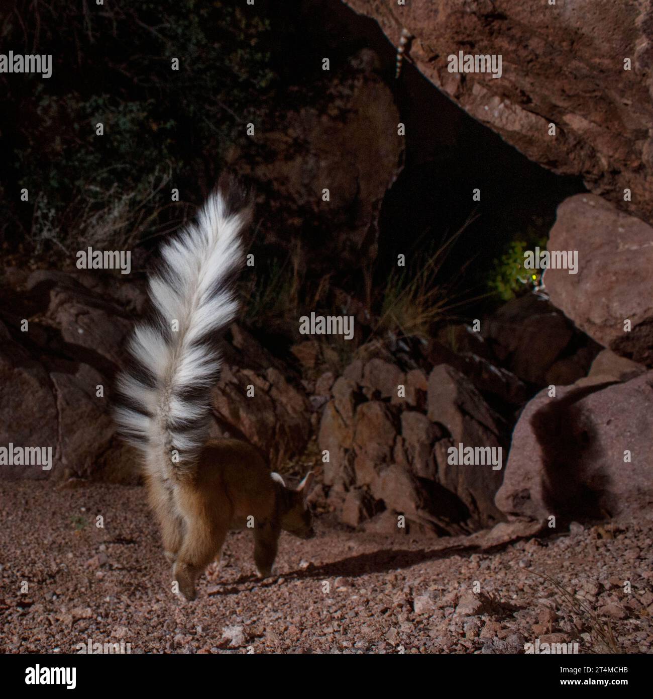 Ringtail, Chupadera Mountains, Socorro county, New Mexico, USA Stock ...
