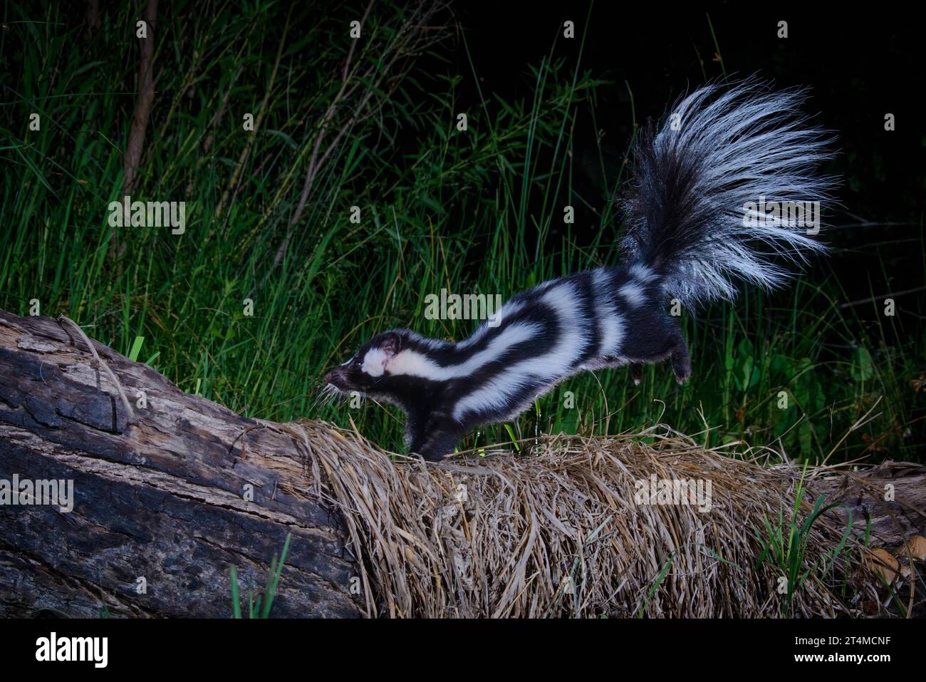 Spotted skunk mexico hi-res stock photography and images - Alamy