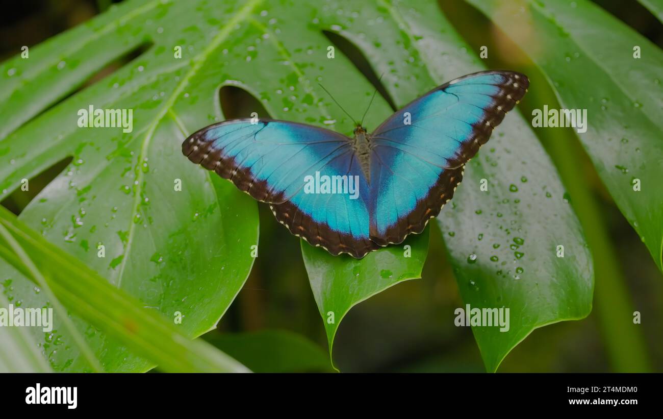 a blue morpho butterfly opening its wings Stock Photo - Alamy