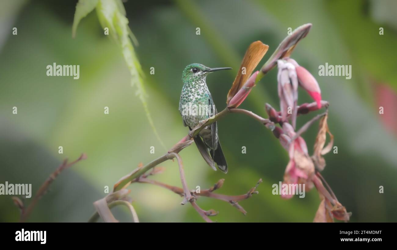 a female green-crowned brilliant hummingbird on a perch Stock Photo - Alamy