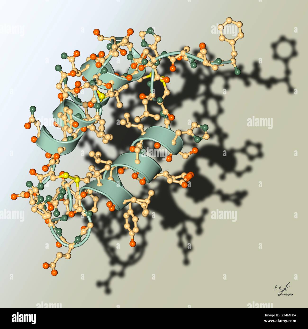 Bovine insulin molecule, illustration Stock Photo - Alamy