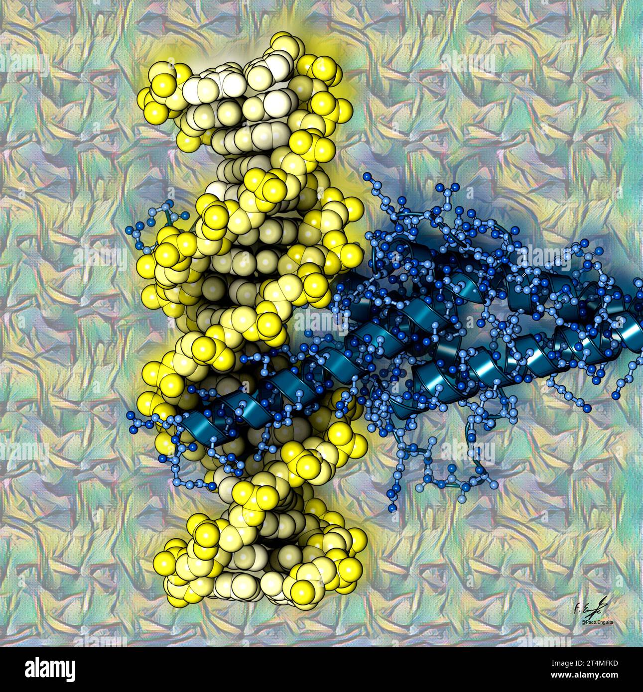 Transcription factors bound to DNA, illustration Stock Photo - Alamy