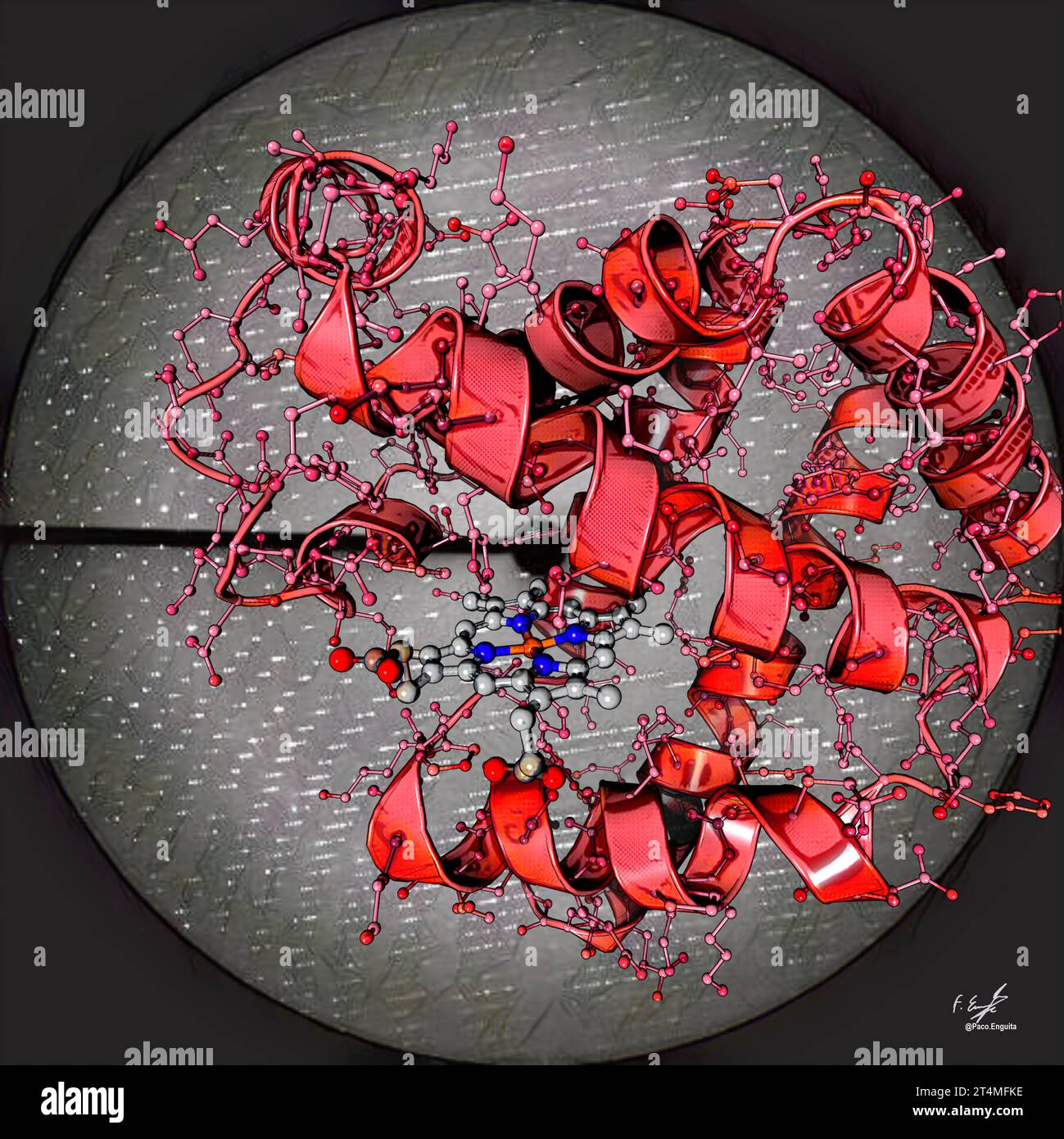 Discovery of myoglobin's structure, conceptual illustration Stock Photo ...