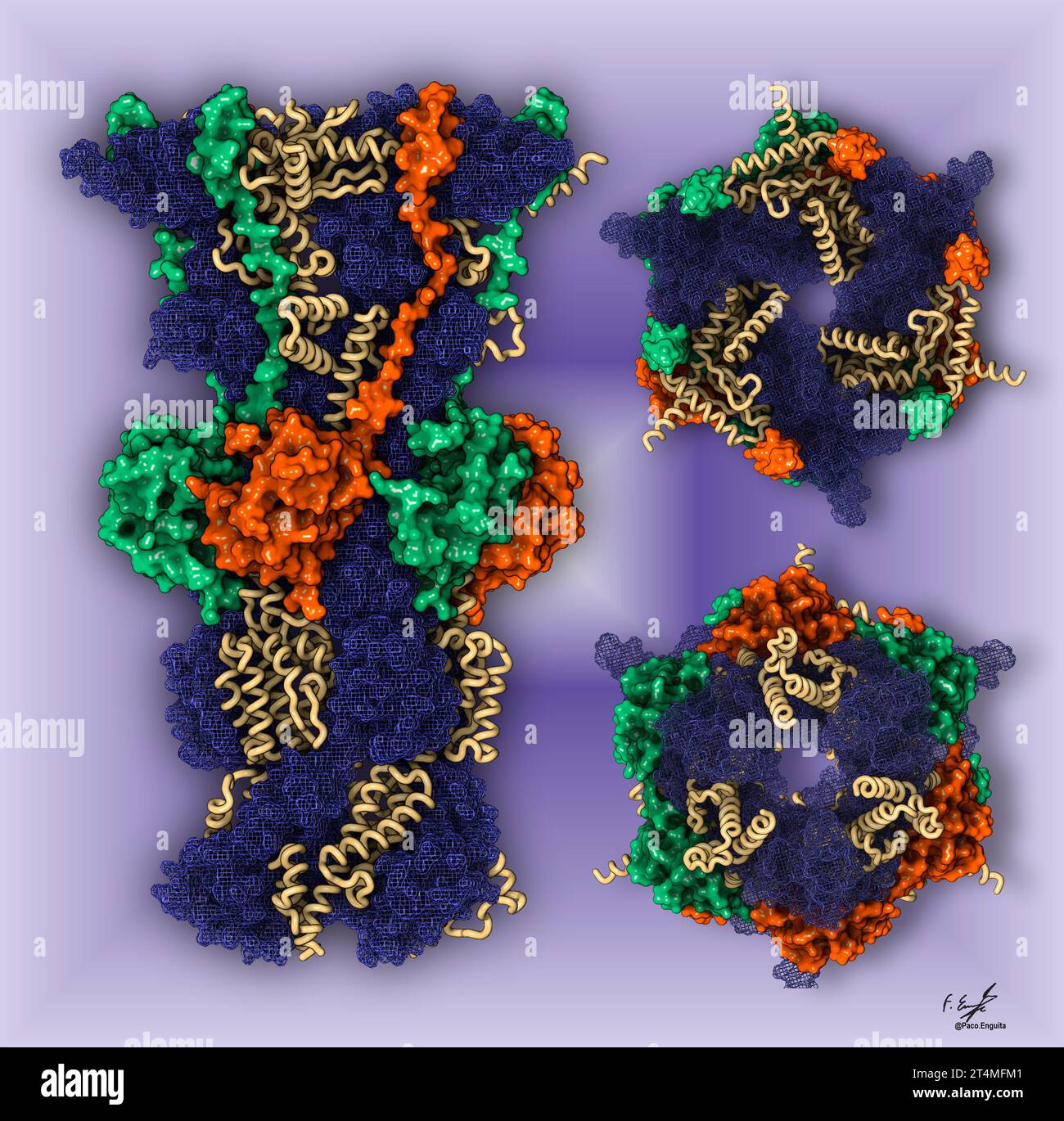 T7 bacteriophage DNA translocation core complex, illustration Stock ...