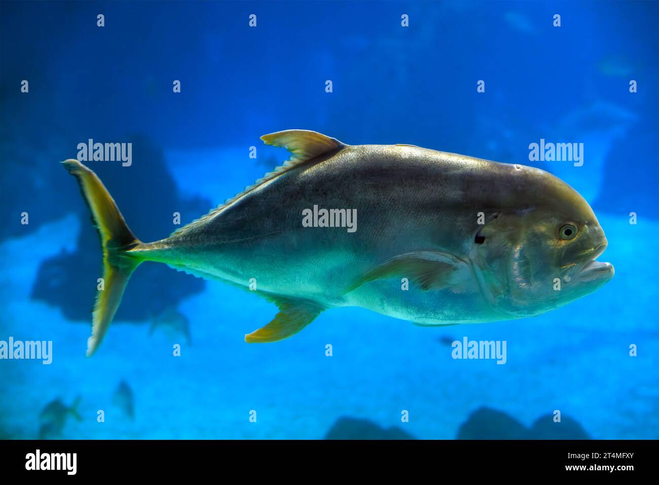 The crevalle jack Caranx hippos underwater Stock Photo - Alamy