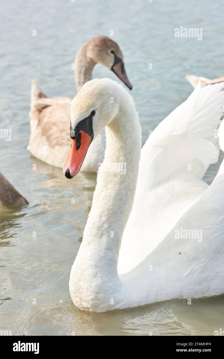 A swan peacefully swimming in a tranquil body of water near a ...