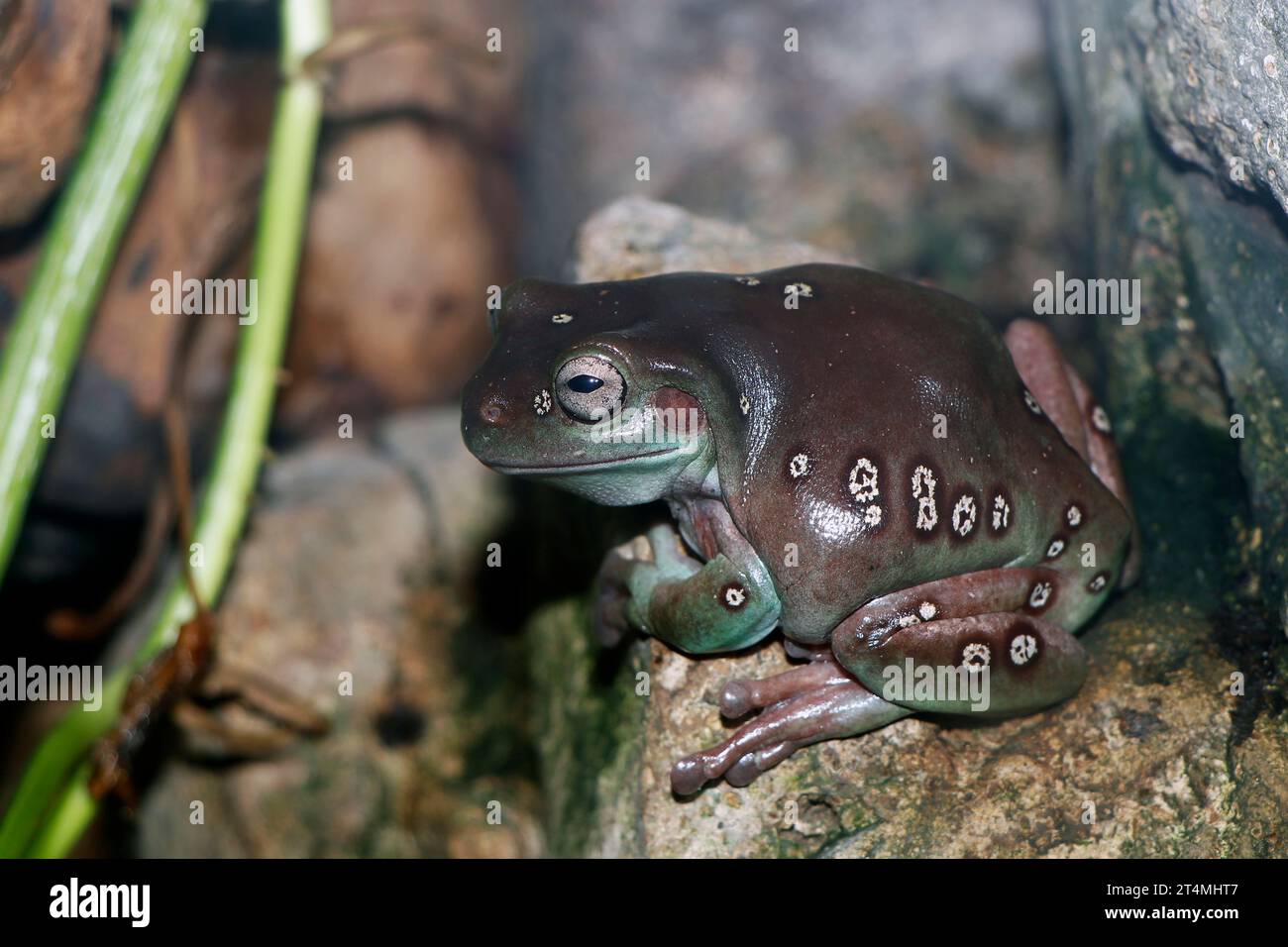 Cute little frog sitting hi-res stock photography and images - Alamy