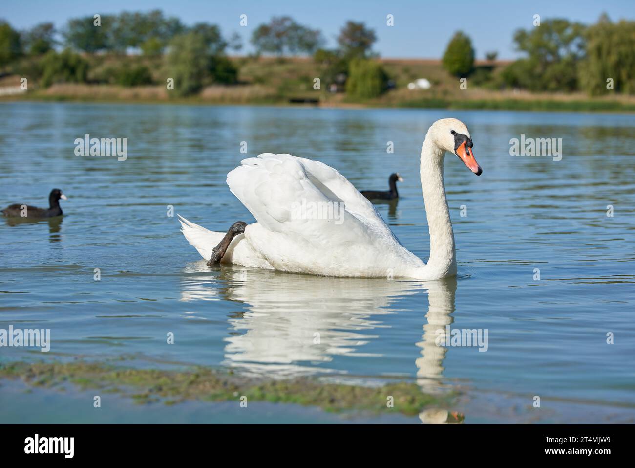 A swan peacefully swimming in a tranquil body of water near a ...