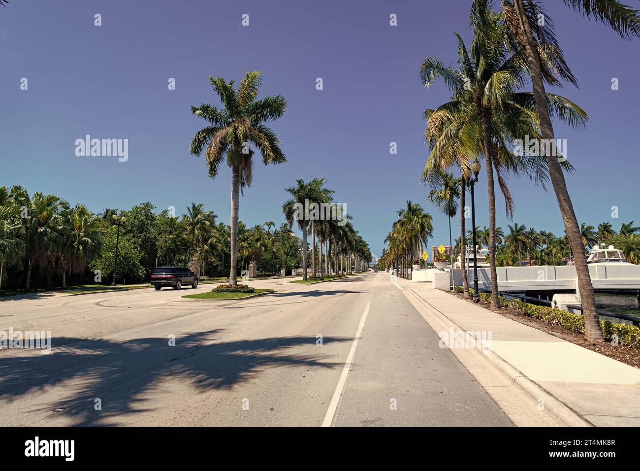 Scenic destination view of road with palms alone way in Beverly Hills ...