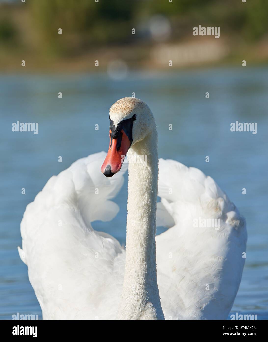 A swan peacefully swimming in a tranquil body of water near a ...