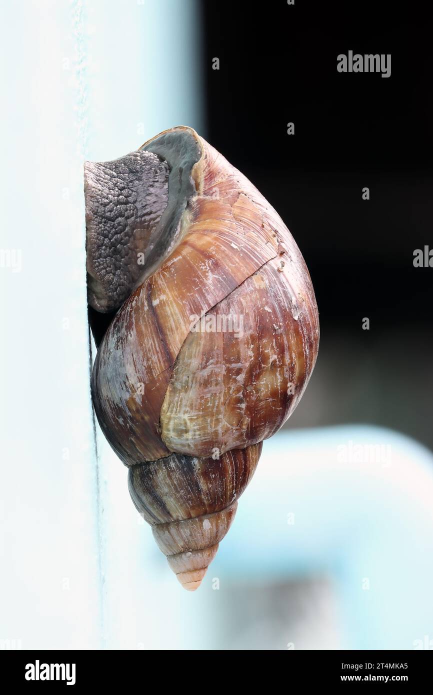 A large snail climbs the facade of the house Stock Photo - Alamy