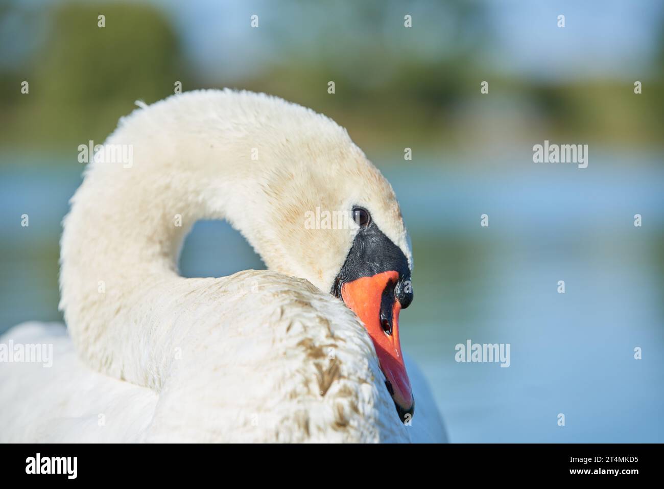 A swan peacefully swimming in a tranquil body of water near a ...