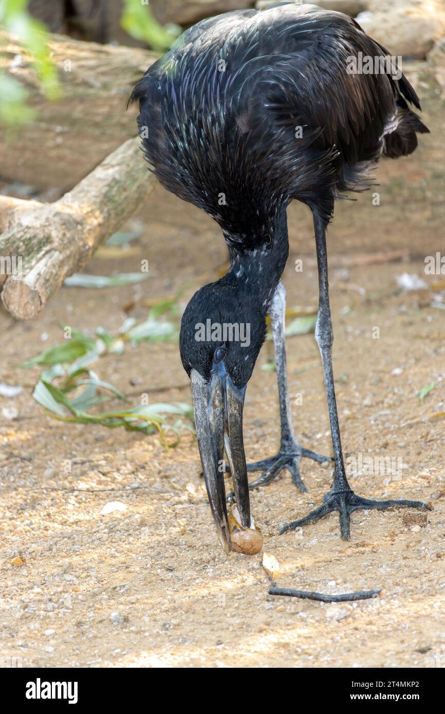 The African openbill, Anastomus lamelligerus, catch snails Stock Photo ...