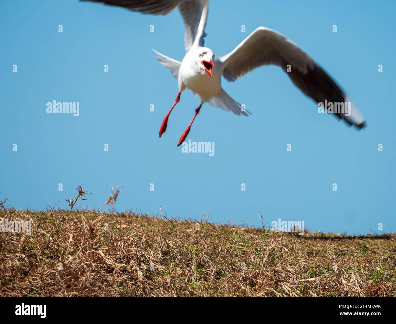 Bird, angry seagull swooping in to defend its territory Stock Photo - Alamy