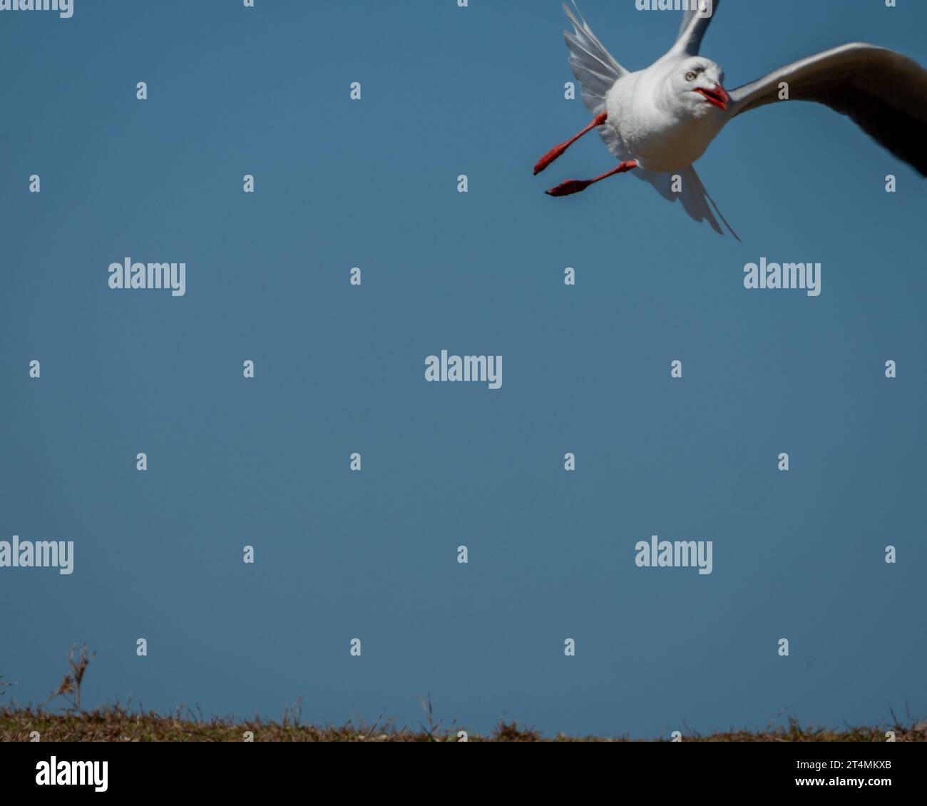 Angry seagull bird in corner of picture, room for copy text ...