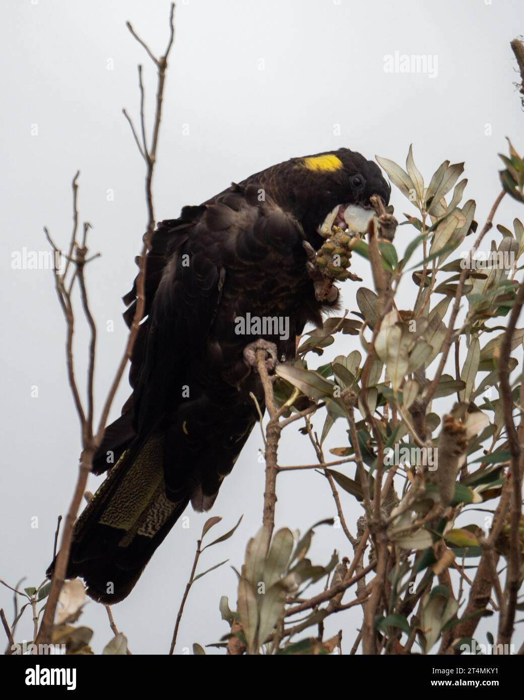 Yellow-tailed Black Cockatoo bird eating seeds in a Banksia tree ...