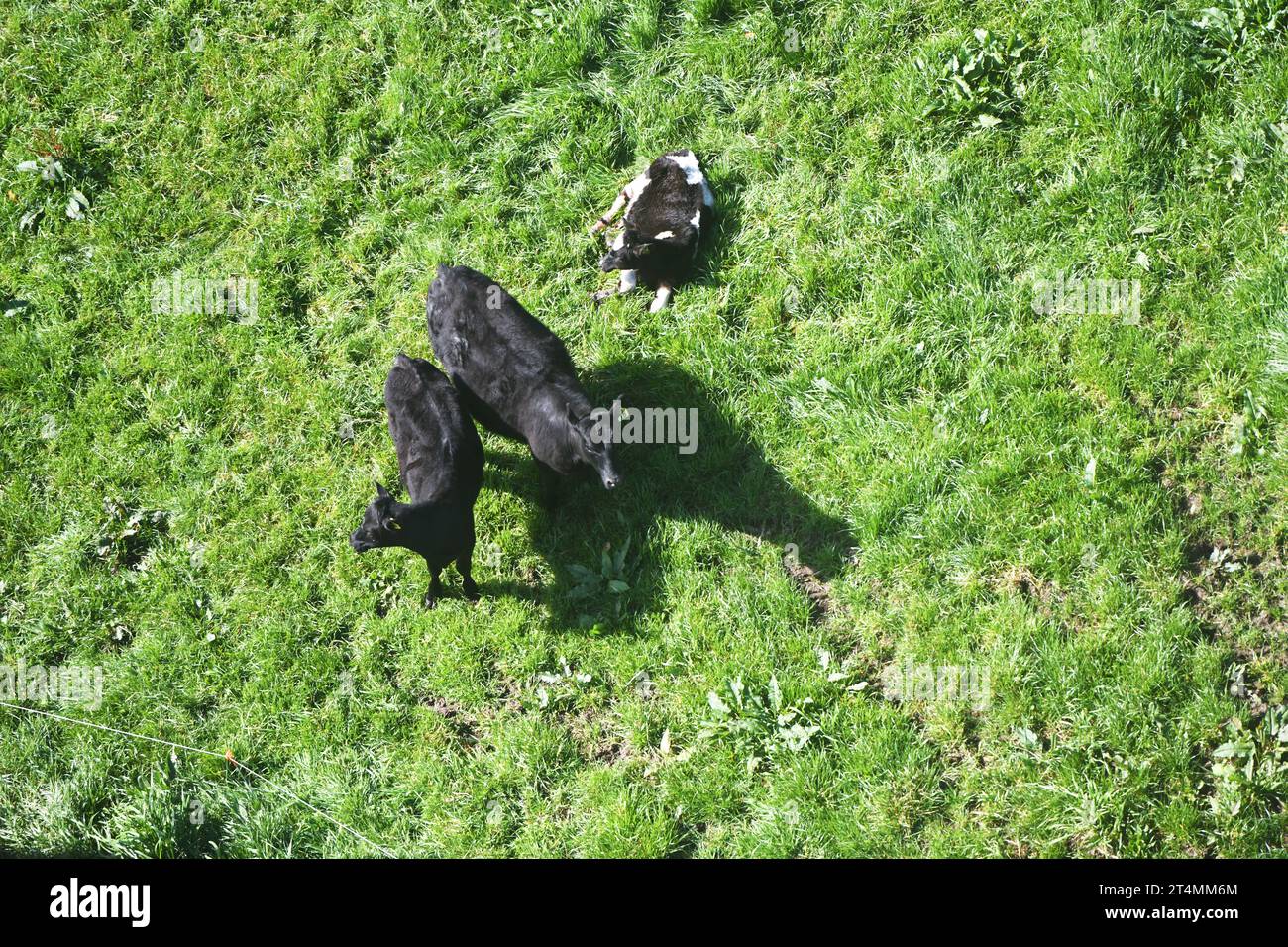 Aerial perspective of black cows in a grassy green field creating a ...