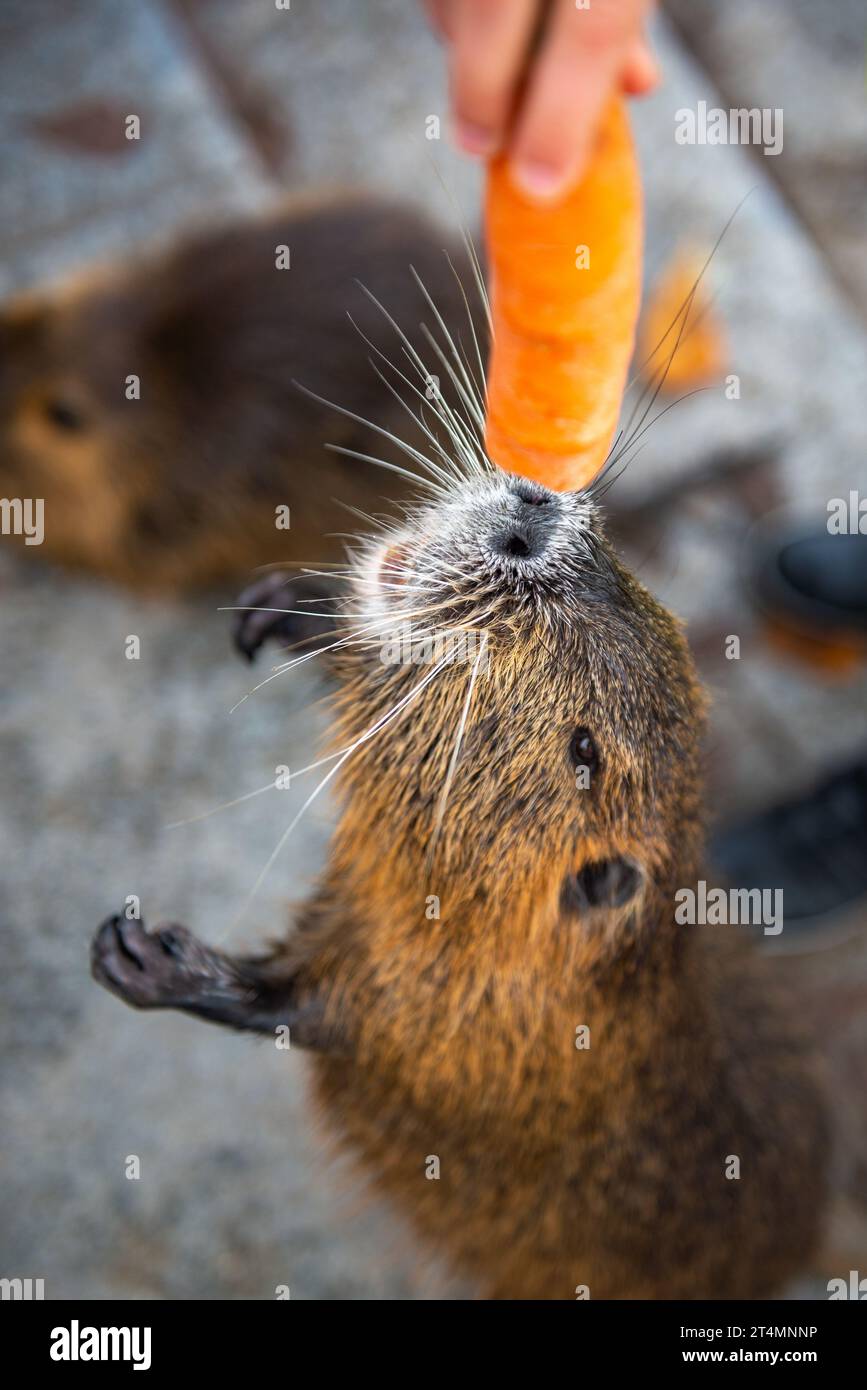 Beaver eating carrot hi-res stock photography and images - Alamy