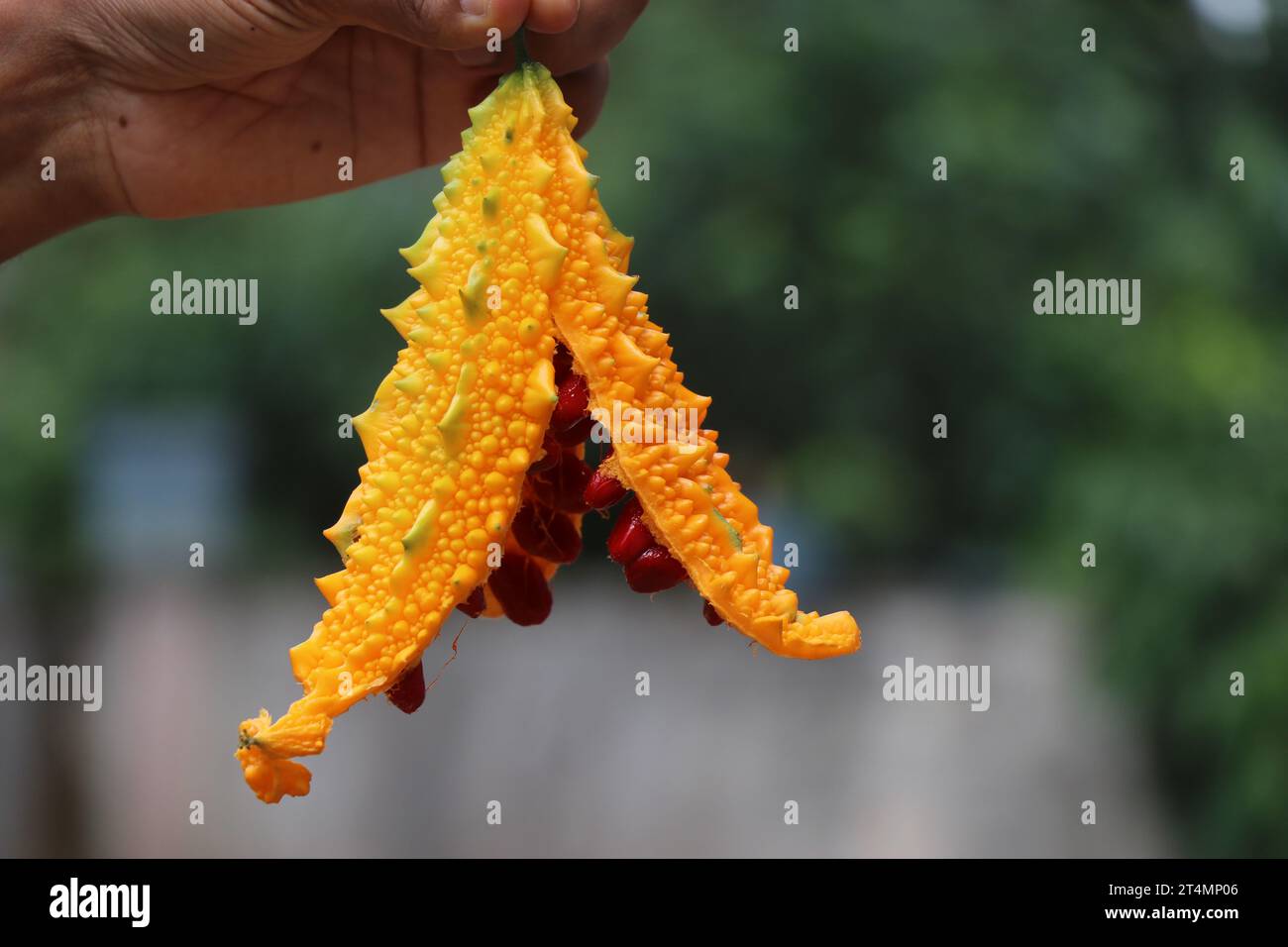 Bitter melon also known by the name bitter gourd in the fully ripen ...