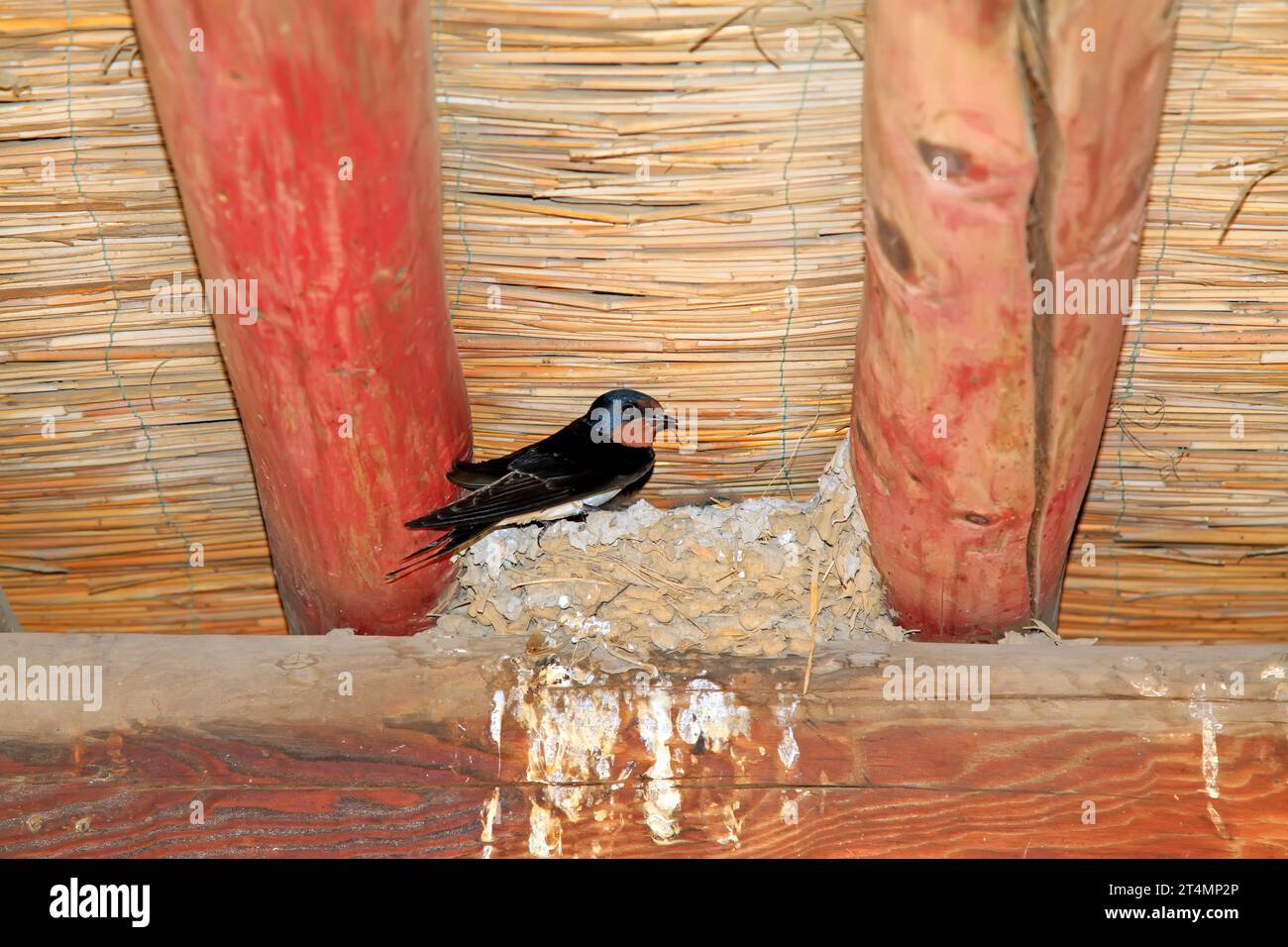 swallows nest under the eaves Stock Photo - Alamy