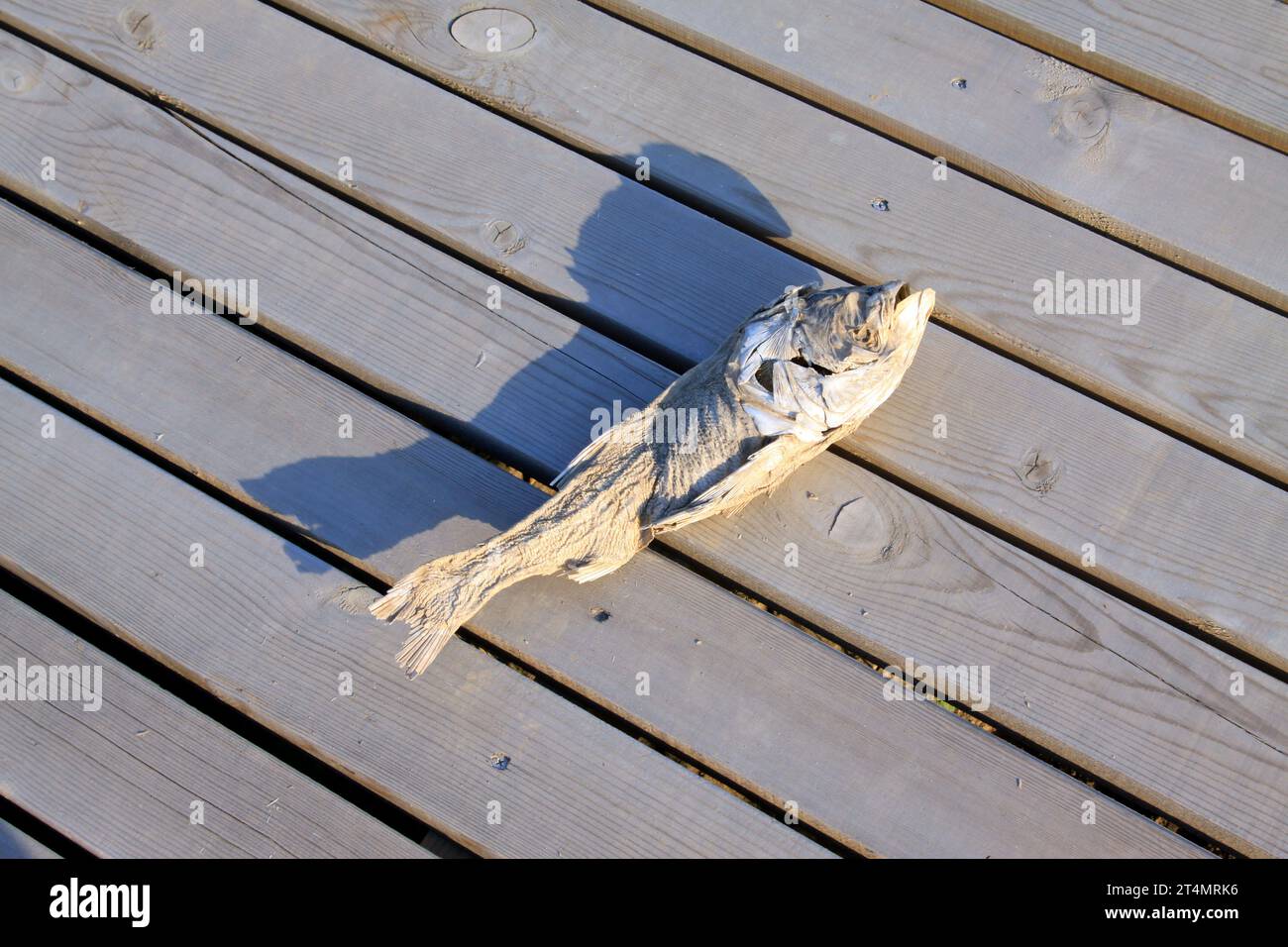 Dried dead fish on the board Stock Photo - Alamy