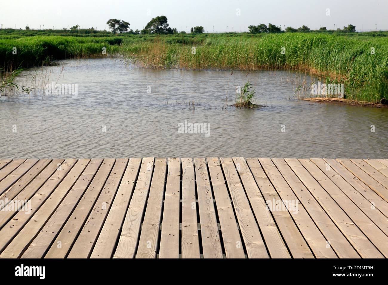 Wooden platform and reeds Stock Photo - Alamy