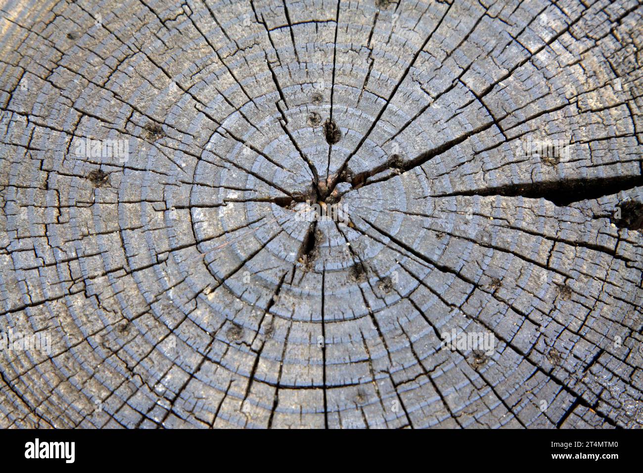 Wooden cross section Stock Photo - Alamy