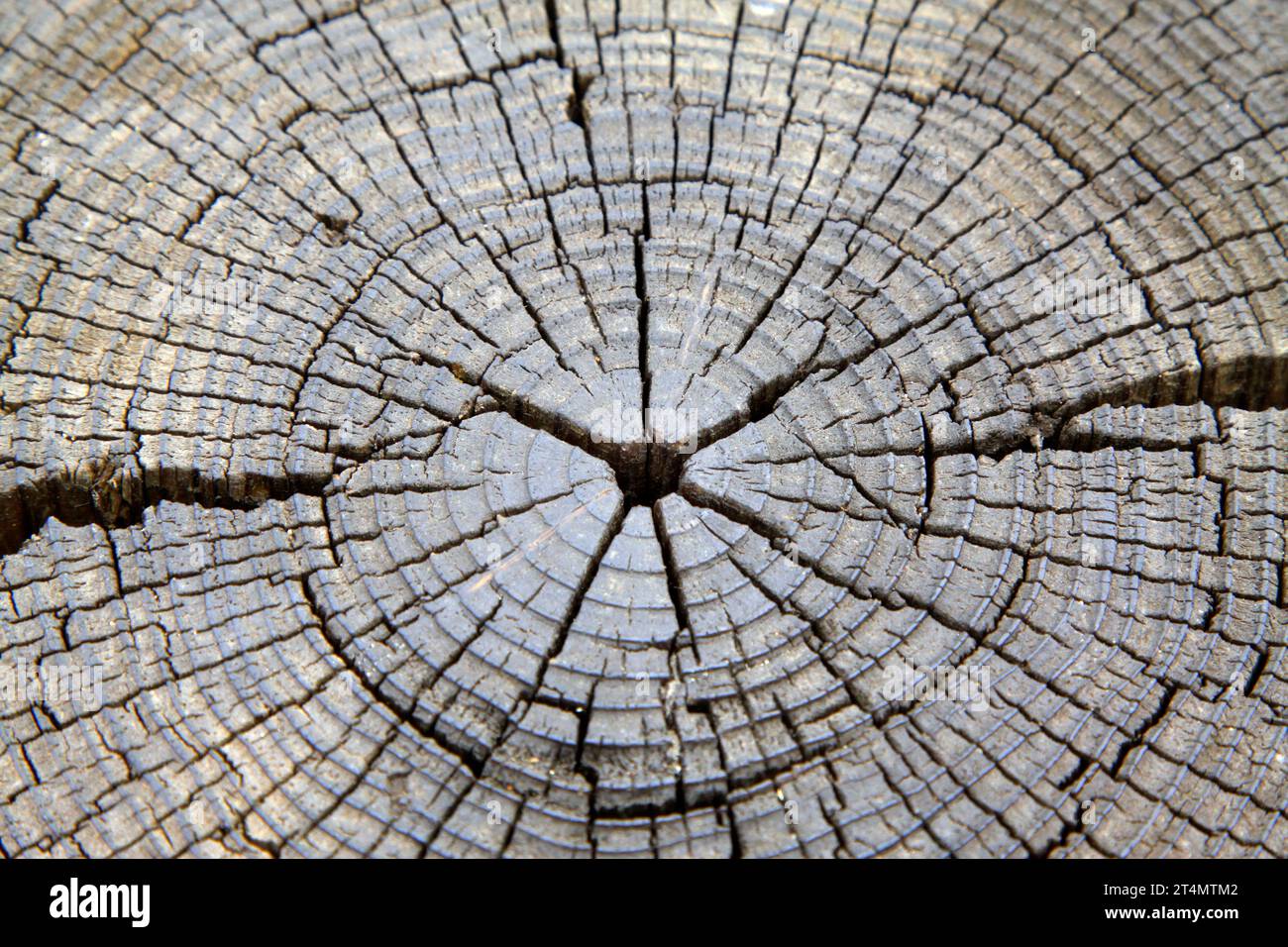 Wooden cross section Stock Photo - Alamy