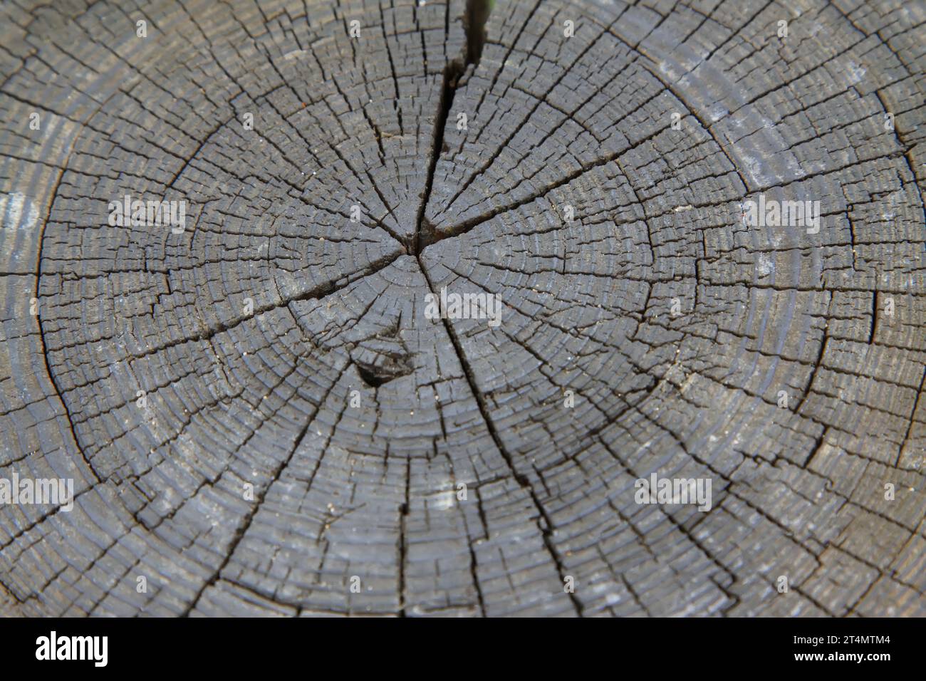 Wooden cross section Stock Photo - Alamy