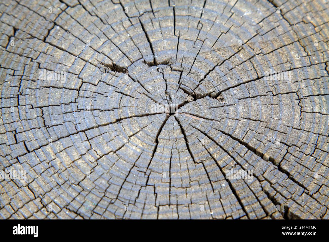 Wooden cross section Stock Photo - Alamy