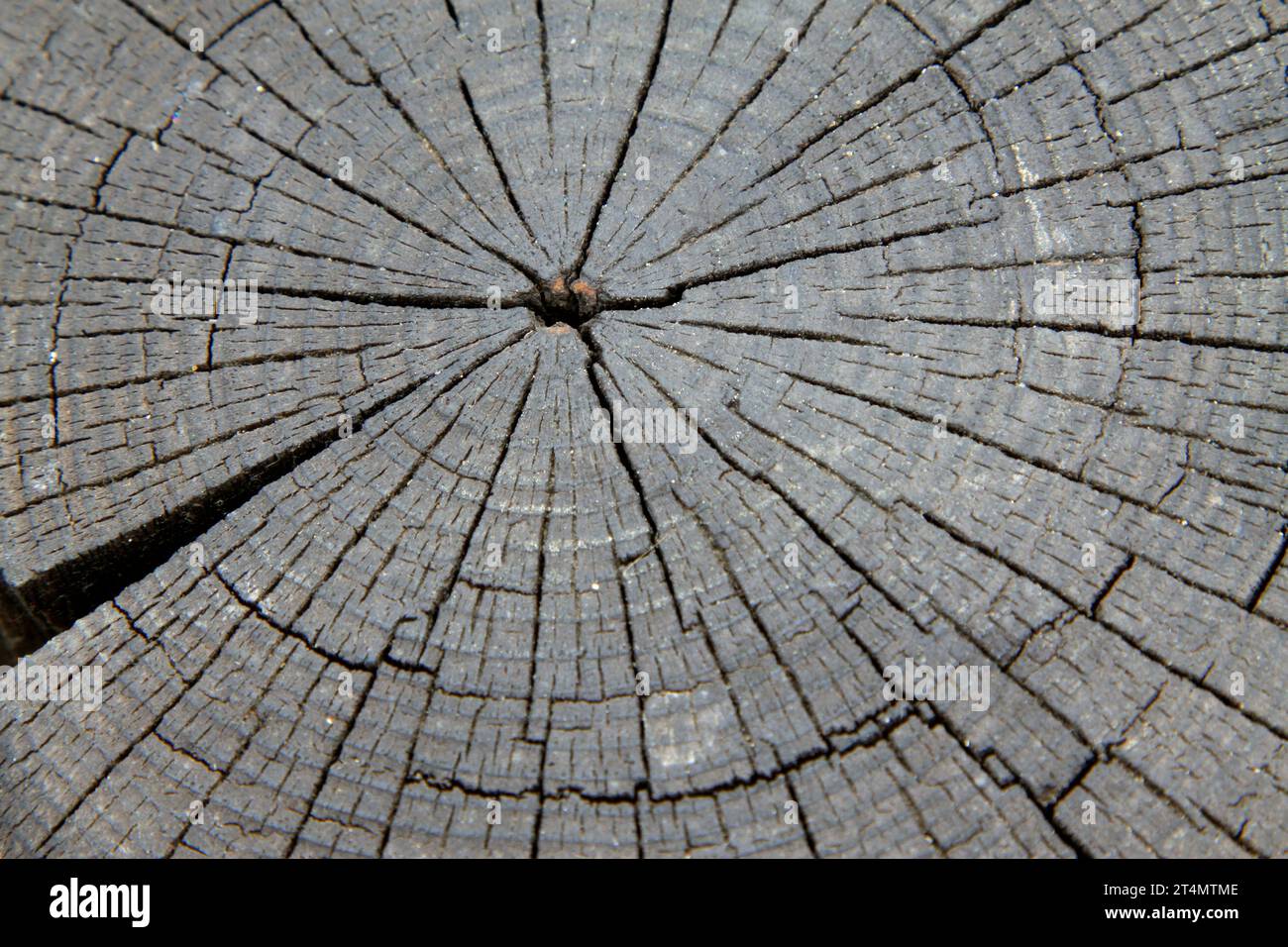 Wooden cross section Stock Photo - Alamy