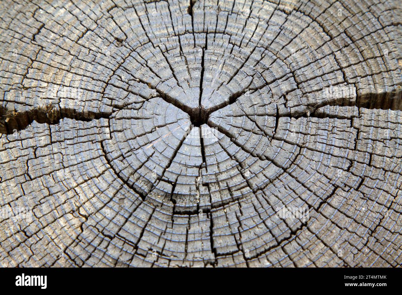 Wooden cross section Stock Photo - Alamy