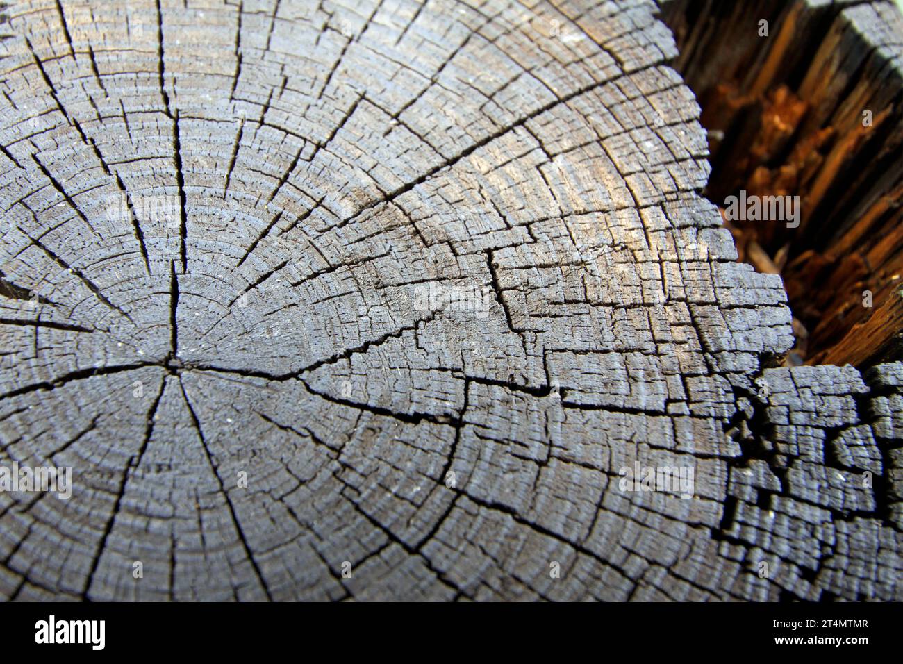 Wooden cross section Stock Photo - Alamy