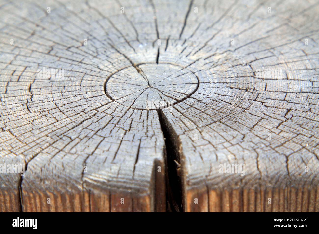 Wooden cross section Stock Photo - Alamy