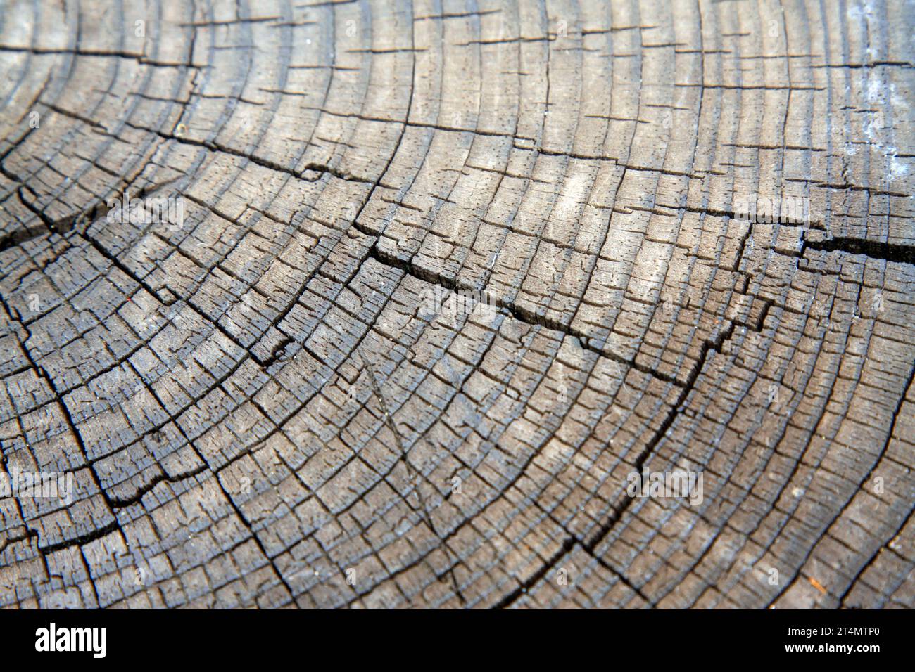 Wooden cross section Stock Photo - Alamy