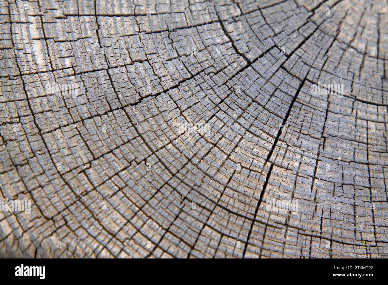 Wooden cross section Stock Photo - Alamy