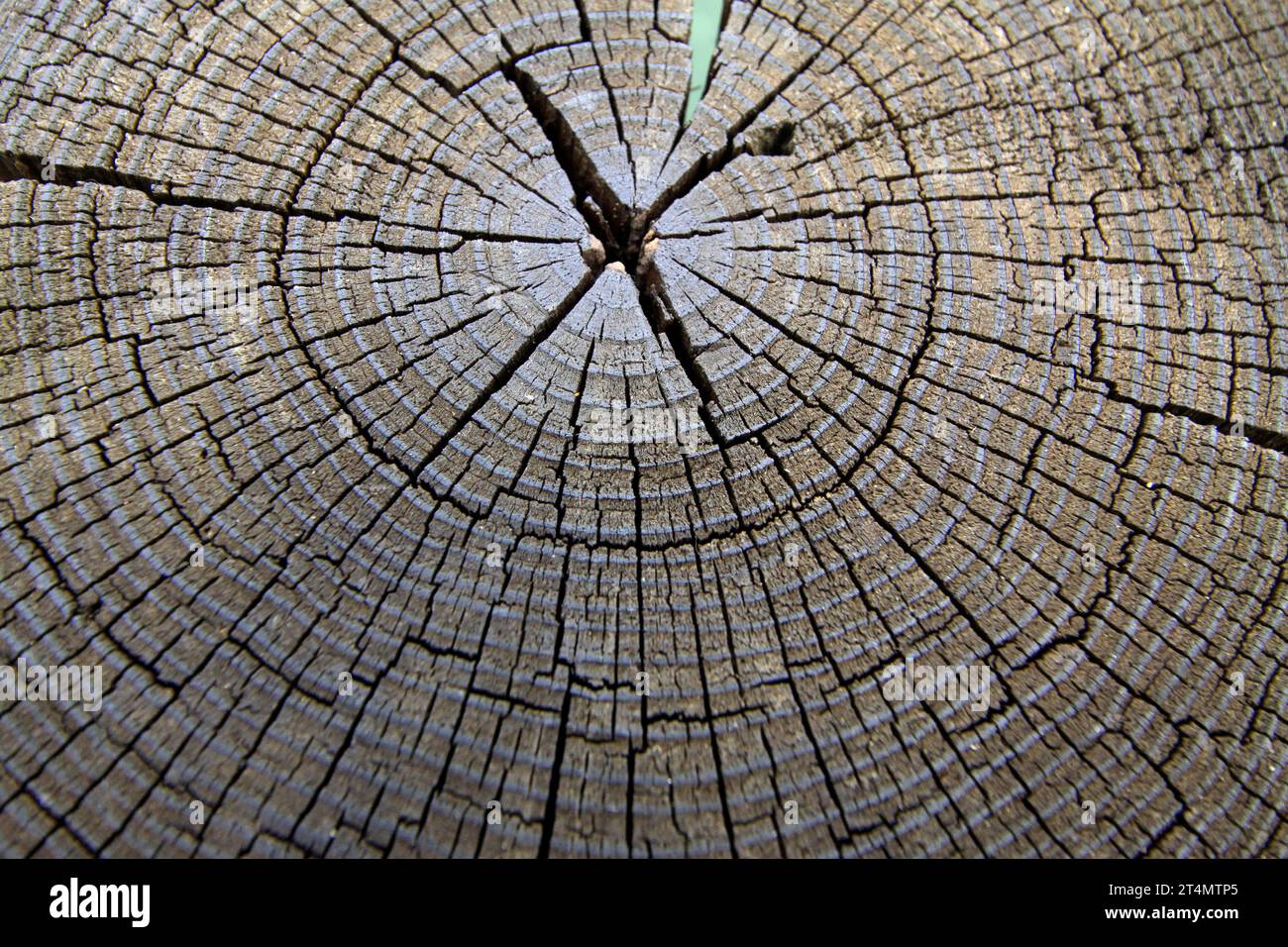 Wooden cross section Stock Photo - Alamy
