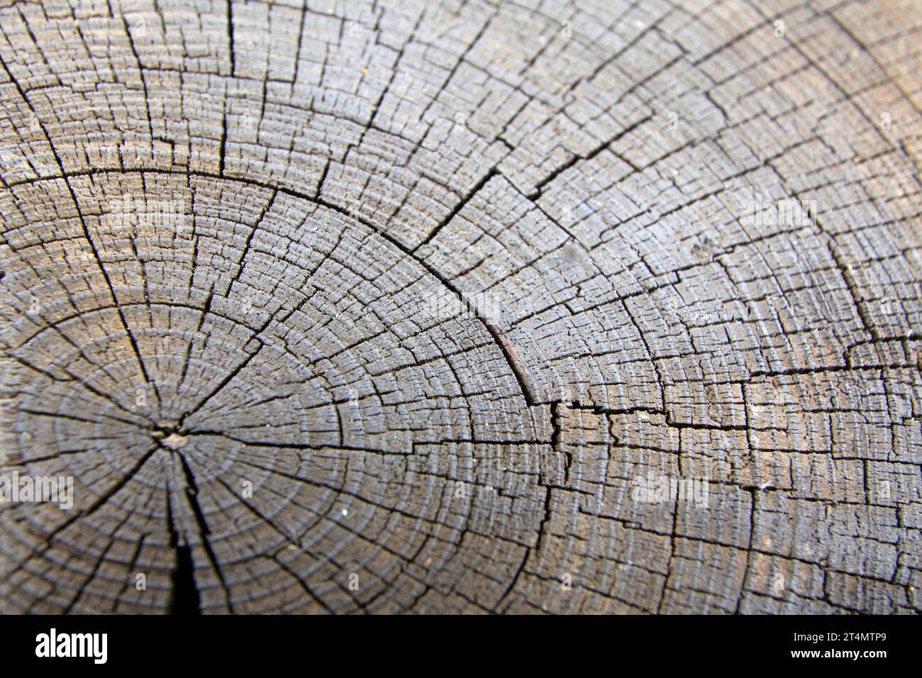 Wooden cross section Stock Photo - Alamy