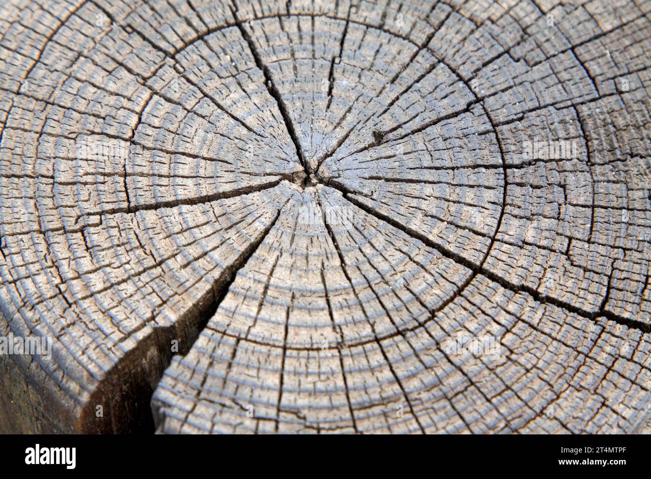 Wooden cross section Stock Photo - Alamy